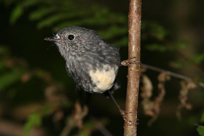One Day Birding Adventure - Who Will Love It?