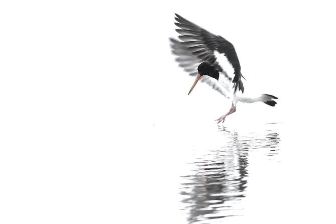 One Day Birding Adventure - Final Thought