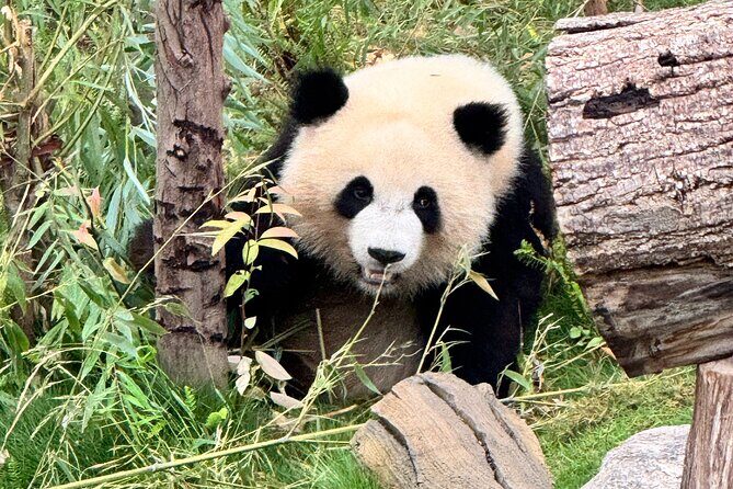 One Day Chengdu Itinerary Panda and Buddha Adventure - Exploring the Panda Base: Cute Encounters and Conservation Insights