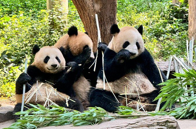 One Day Chengdu Itinerary Panda and Buddha Adventure - Authentic Experiences and Hidden Gems