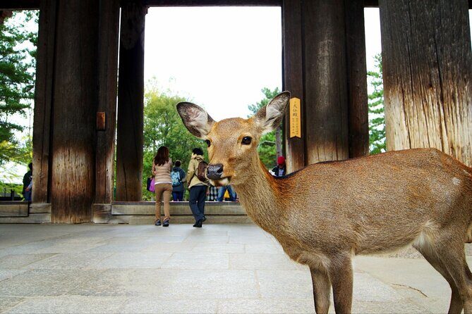 One Day Customized Self-Guided Tour in Nara - Exploring Nara with a One-Day Customized Self-Guided Tour