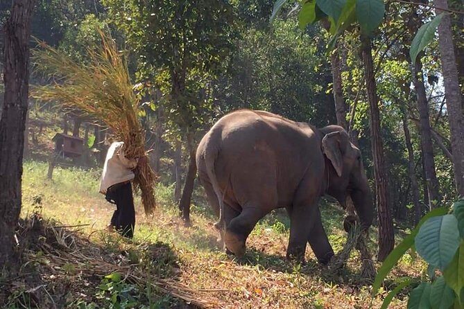 One day Elephants in Nature Experience & Grand Canyon Jumping - How the Day Begins