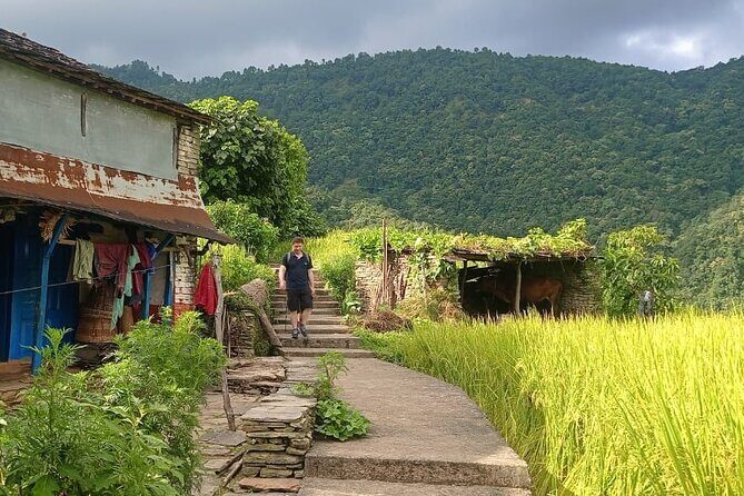 One Day Hike to Australian Camp and Dhampus - Who Will Love This Tour?