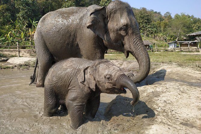 One Day Hiking and Elephant experience by Chiang Mai Elephant Home - What Makes This Tour Stand Out?