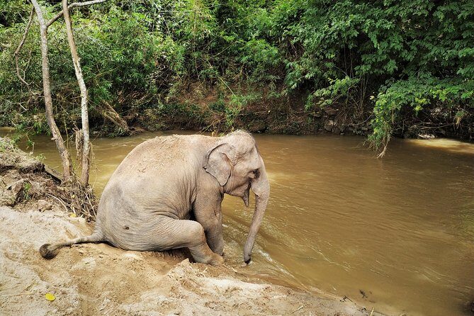 One Day Hiking and Elephant experience by Chiang Mai Elephant Home - Authentic Encounters in a Respectful Setting