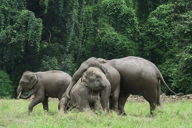 One Day Hiking and Elephant experience by Chiang Mai Elephant Home - Final Thoughts: Who Will Love This Tour?