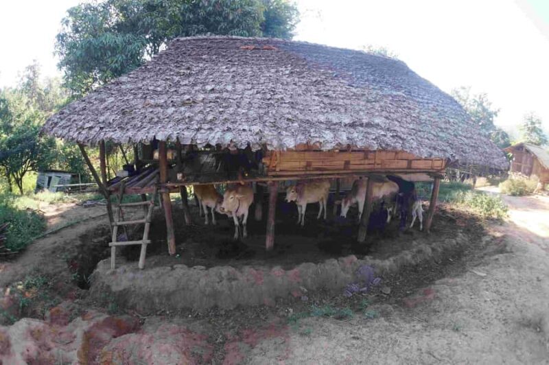 One day hiking tour in Chaing Mai - Who Is This Tour Best For?