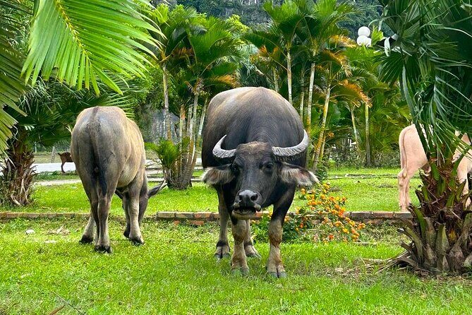 One Day in Ninh Binh Explore Scenic Highlights by Motorbike - Exploring the Itinerary in Detail