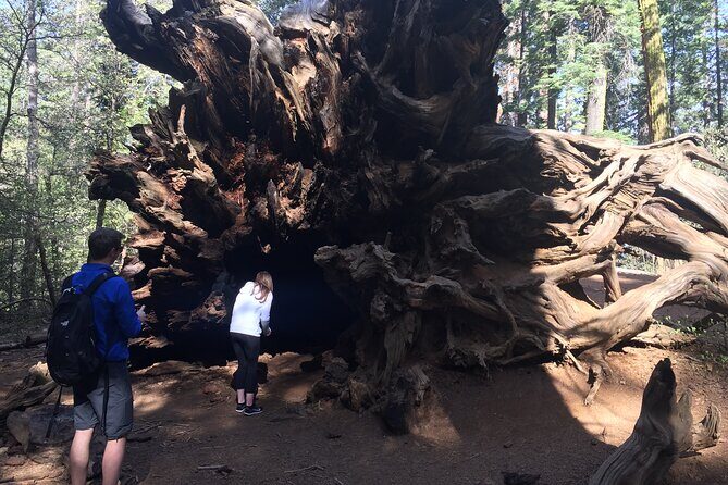 One Day In Yosemite Private Tour:Yosemite Valley, Glacier Point & Giant Sequoias - Who Should Consider This Tour?