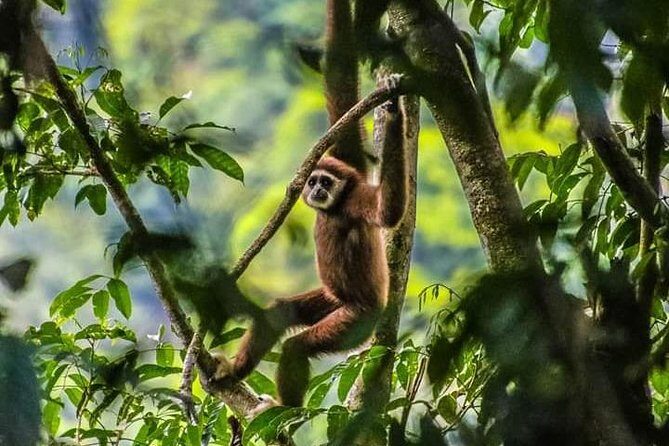 ONE DAY JUNGLE TREKKING 6-7 hours (see orang utan) + RAFTING in BUKIT LAWANG - Introduction