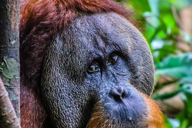 ONE DAY JUNGLE TREKKING 6-7 hours (see orang utan) + RAFTING in BUKIT LAWANG - Key Points