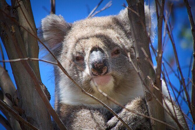One Day Kangaroo Island Highlights Tour - Cape du Couedic Lighthouse and Pennington Bay