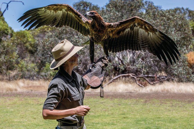 One Day Kangaroo Island Sip & See tour with return ferry transfers from Adelaide - Raptor Domain: Birds of Prey Display