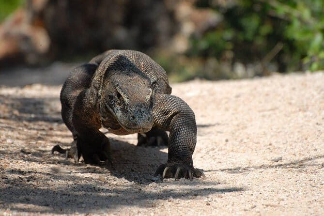 One Day Komodo Trip (Sailing) - The First Stop: Padar Island