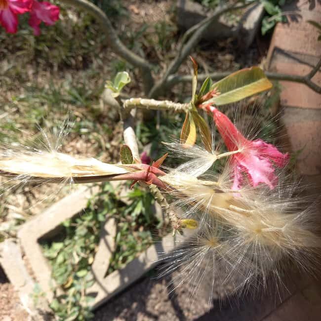 One Day Litchfield Park Adventures Tour + Berry Springs - Practical Tips for Travelers