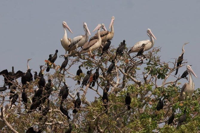 One Day Private Guide Tour to Prek Toal Biosphere - All Inclusive - Practical Details & Considerations