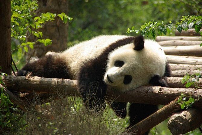 One-Day Private Panda Tour Of Chengdu - Explore Chengdu’s Pandas Up Close