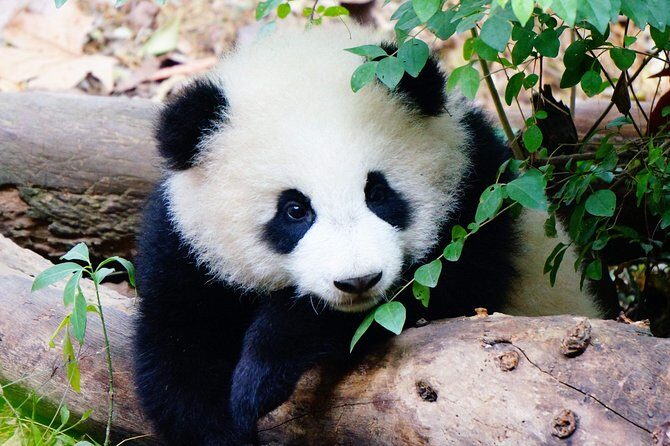 One-Day Private Panda Tour Of Chengdu - Practical Details and Value