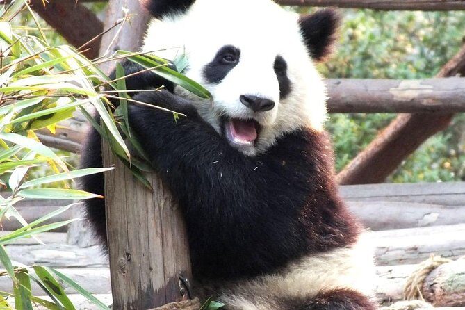 One-Day Private Panda Tour Of Chengdu - Who Should Book This Tour?