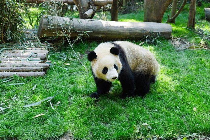 One-Day Private Panda Tour Of Chengdu - FAQ