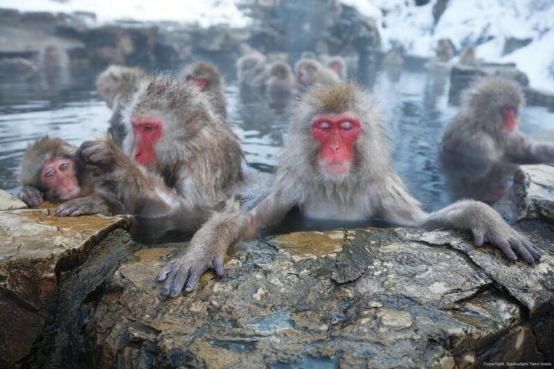 One Day Private Sightseeing tour to Snow Monkey Zenkoji Temp - Key Points
