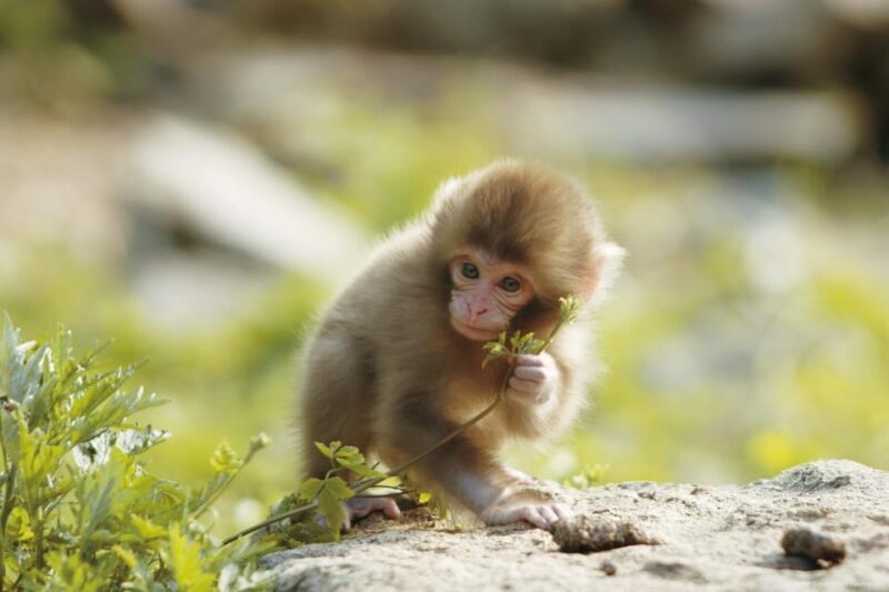 One Day Private Sightseeing tour to Snow Monkey Zenkoji Temp - Who Will Love This Tour?