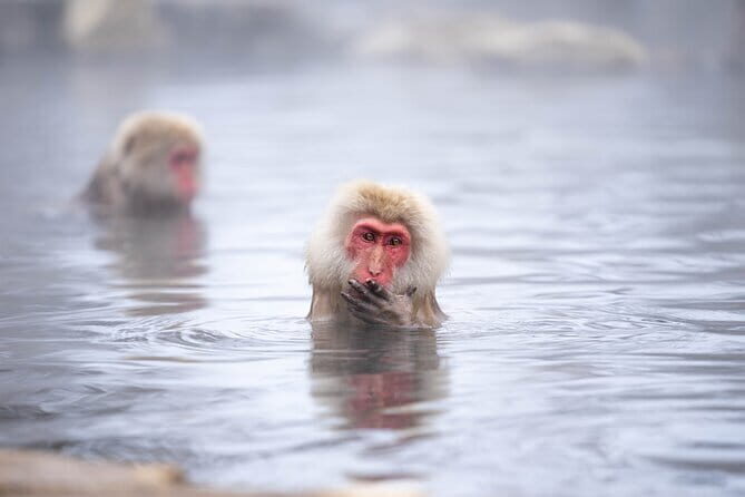 One Day Private Tour Nikko Tochigi by Car - FAQs