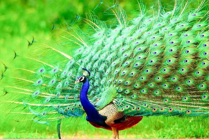 One Day Safari Tour to Bundala National Park from Colombo - The Sum Up