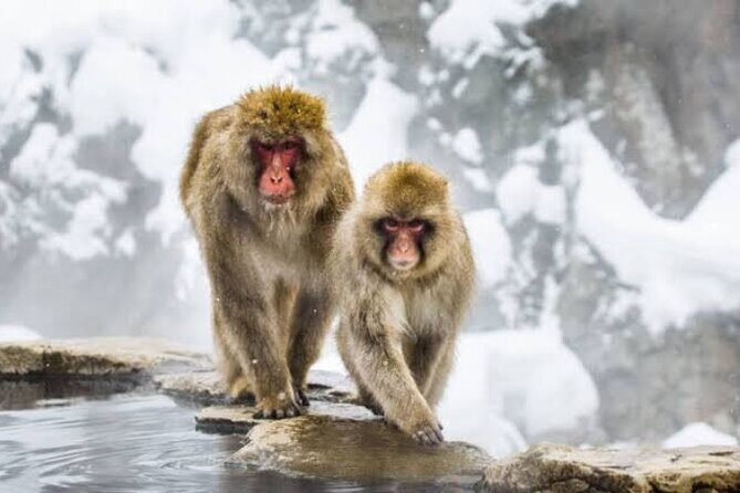 One Day Snow Monkeys Zenko ji Temple and Sake in Nagano - One Day Snow Monkeys Zenko-ji Temple and Sake in Nagano — An Honest Review