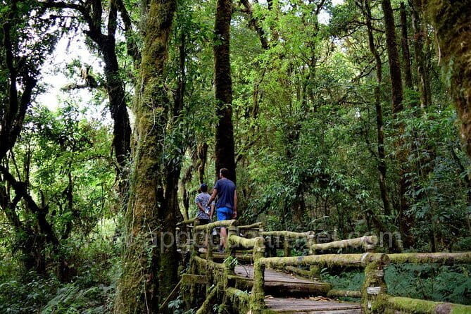 One day tour Doi Inthanon National Park and Trekking on Kew Mae Pan Trail - A Clear and Engaging Day in the Mountains