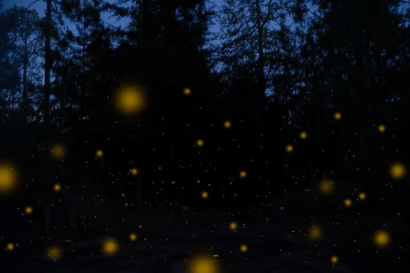 One day tour from Mexico City to Firefly Sanctuary - One Day Tour from Mexico City to Firefly Sanctuary