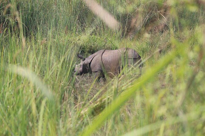 One Day Tour inside Chitwan National Park - An In-Depth Look at the Tour Experience