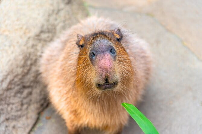 One Day Tour of Yilan, Zhang Mei Ama Farm - An Authentic Day in Yilan: What to Expect from the Tour