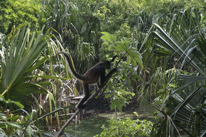 One Day Tour to Chacchoben Mayan City and Bacalar Lagoon with a Certified Guide - Transportation, Timing, and Group Size