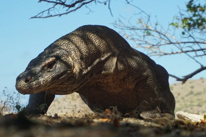 One Day Tours Komodo - Padar Island - Exploring the One Day Tours Komodo - Padar Island: A Complete Guide