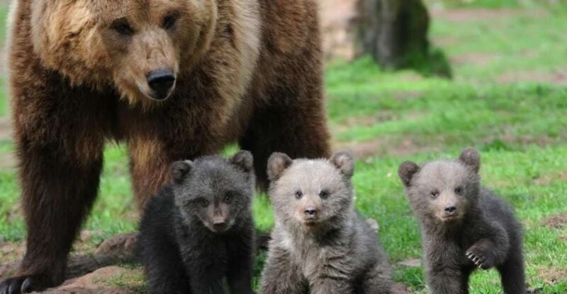 One day trip Bear Sanctuary, Dracula Castle - Analyzing the Experience: What You’ll Really Get