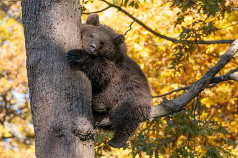 One day trip Bear Sanctuary, Dracula Castle - Details That Make a Difference