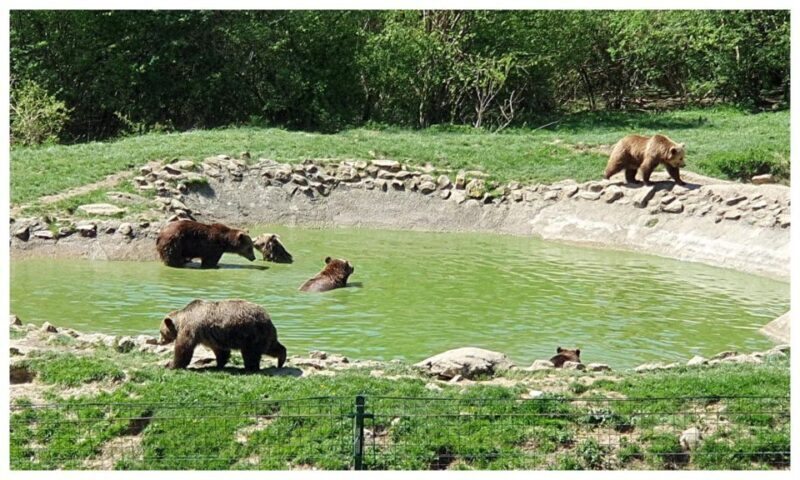 One day trip Bear Sanctuary, Dracula Castle - FAQs