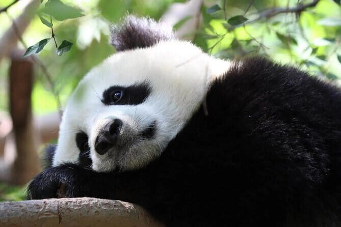 One Day Trip to Chengdu Panda Base and Leshan Buddha Tour - The Sum Up