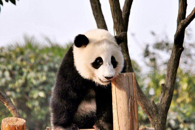 One Day Trip to Panda Base and Dujiangyan Irrigation Project - A Practical Look at the Tour Experience