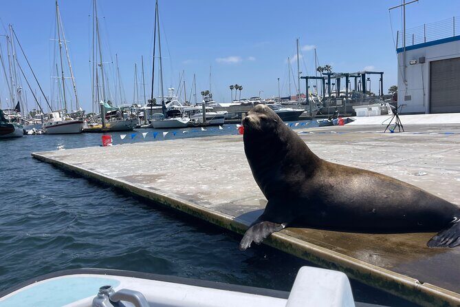 One Hour Cruise Around Marina del Rey - A Deep Dive into the Marina del Rey One Hour Cruise