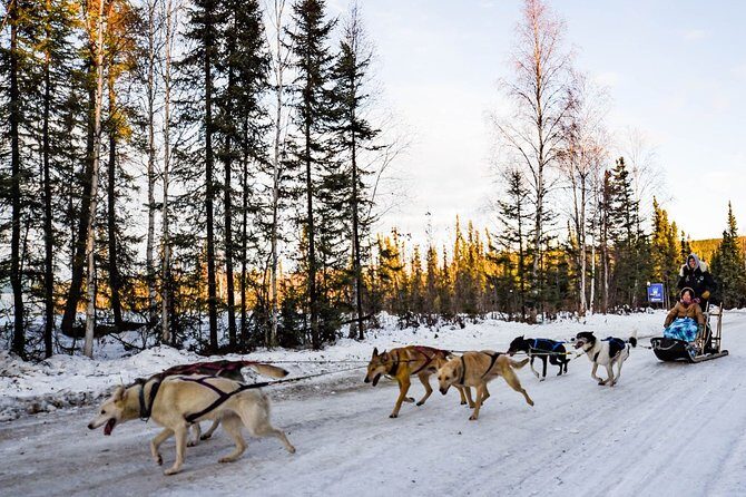 One Hour Experience Dog Sledding - Getting to Know the Dogsledding Tour