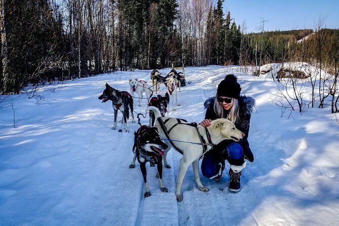 One Hour Experience Dog Sledding - Is It Worth the Price?