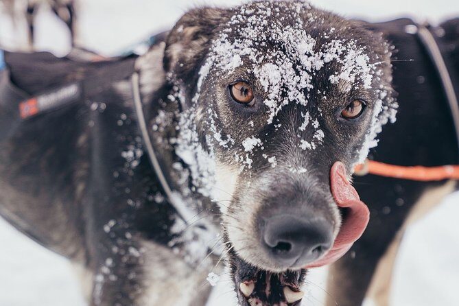 One Hour Experience Dog Sledding - Authenticity and Small Group Advantage