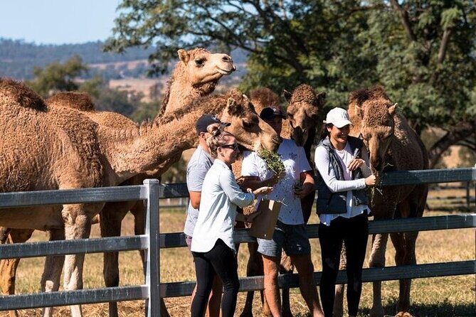 One Hump Camel Farm and Wine Tour - A Practical Look at the One Hump Camel Farm and Wine Tour