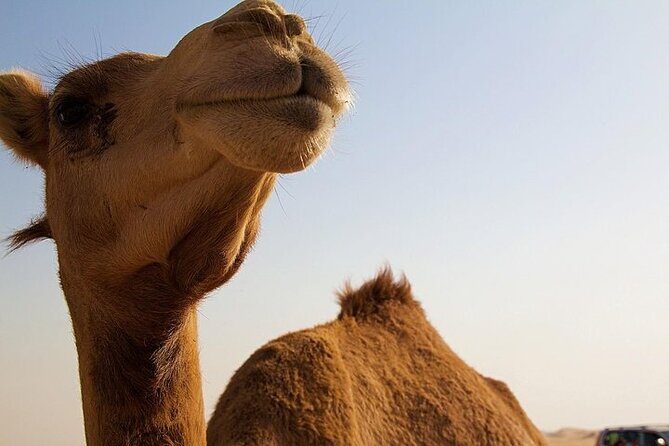 One Hump Camel Farm and Wine Tour - Exploring the Schedule in Detail
