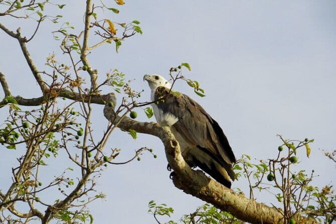 One Night Camping in Kumana National Park - Who Should Consider This Tour?