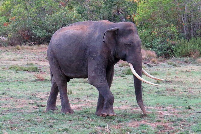 One Night Camping in Kumana National Park - What to Expect from the Tour