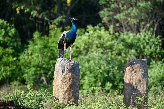 One Night Camping in Kumana National Park - Authenticity and Practical Tips