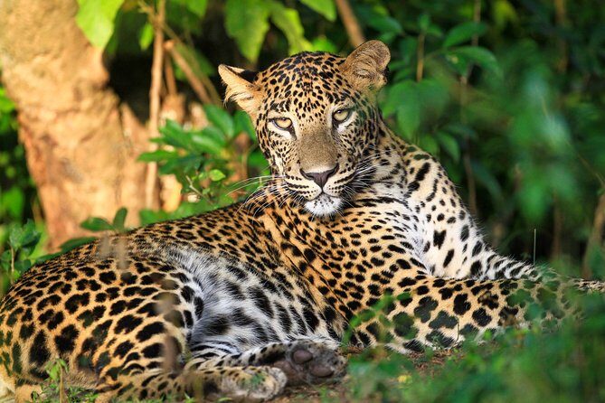 One Night Camping in Wilpattu National Park - FAQs